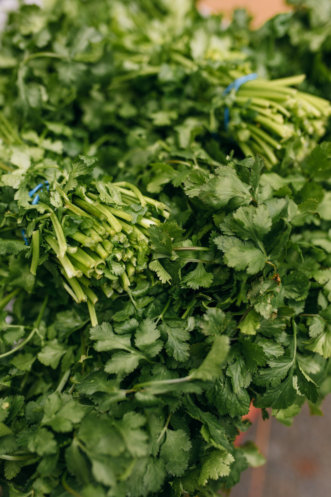 Fresh Fresh Coriander Delivery | Online Fruit & Veg